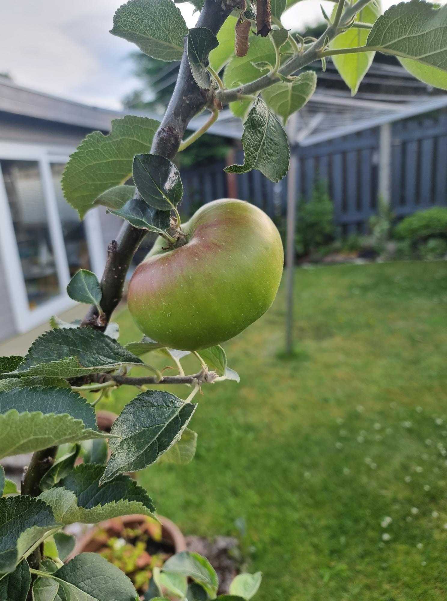 The First Apples! – The Far Orchard