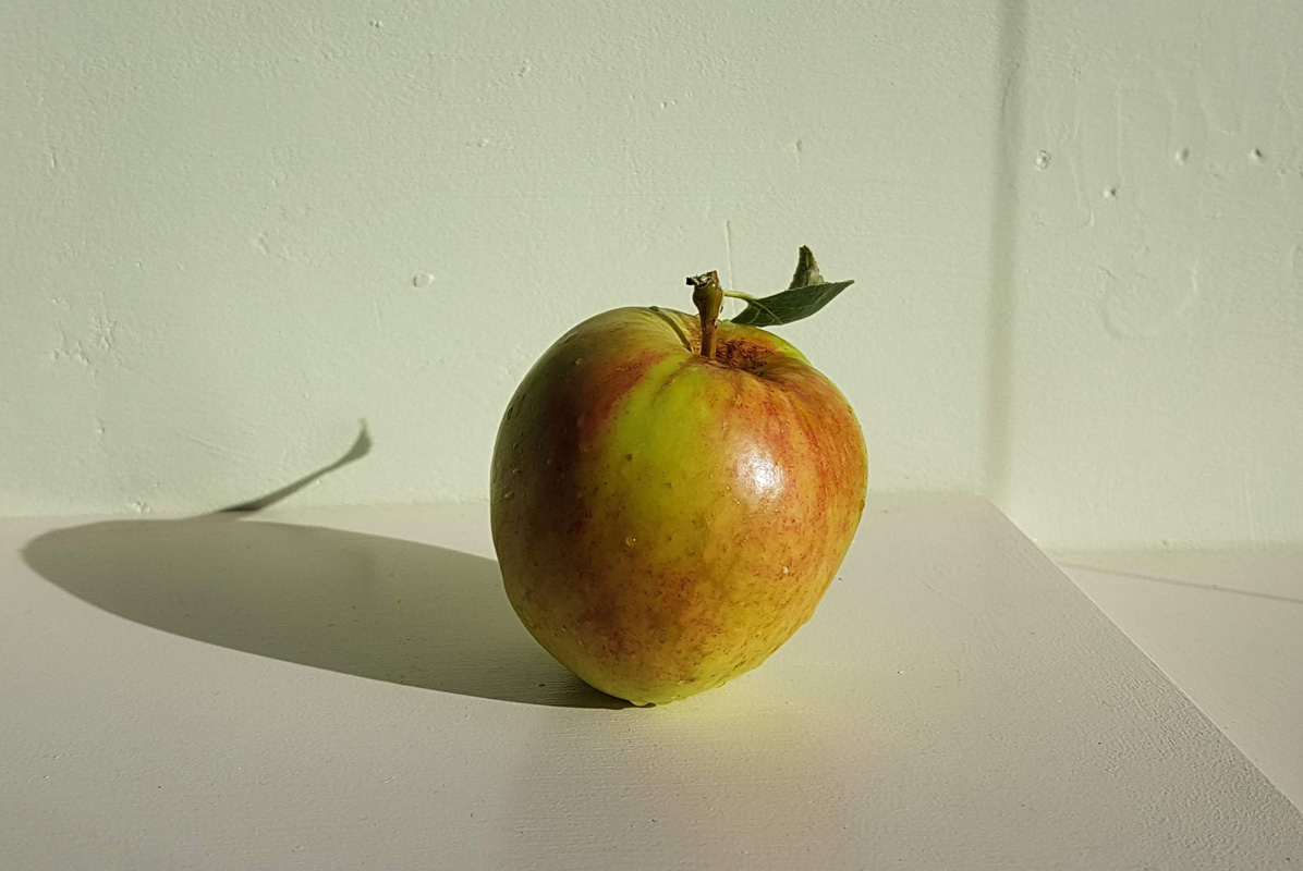 The First Apples! – The Far Orchard