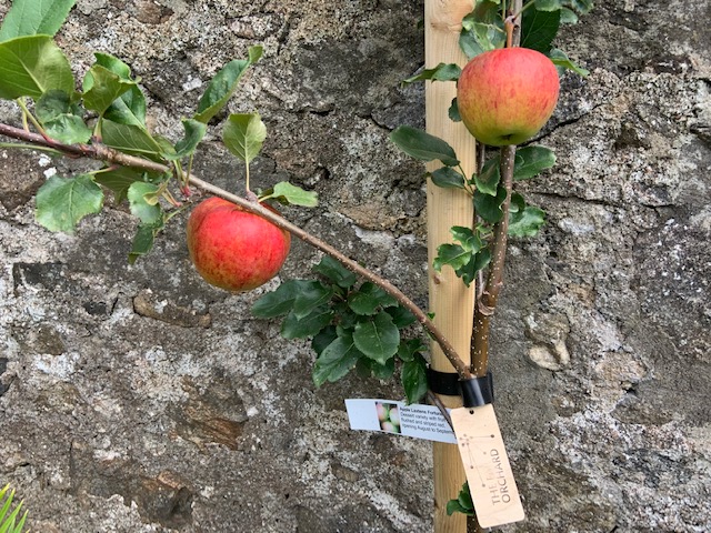 The First Apples! – The Far Orchard