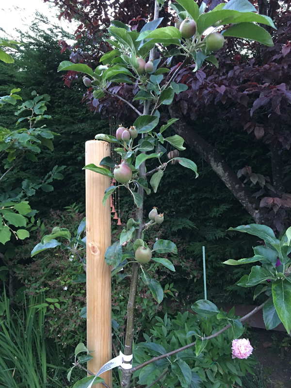 The First Apples! – The Far Orchard